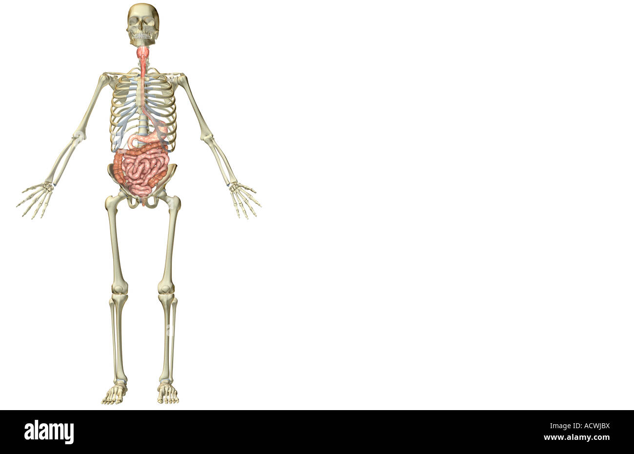 Human digestive system front hi-res stock photography and images - Alamy