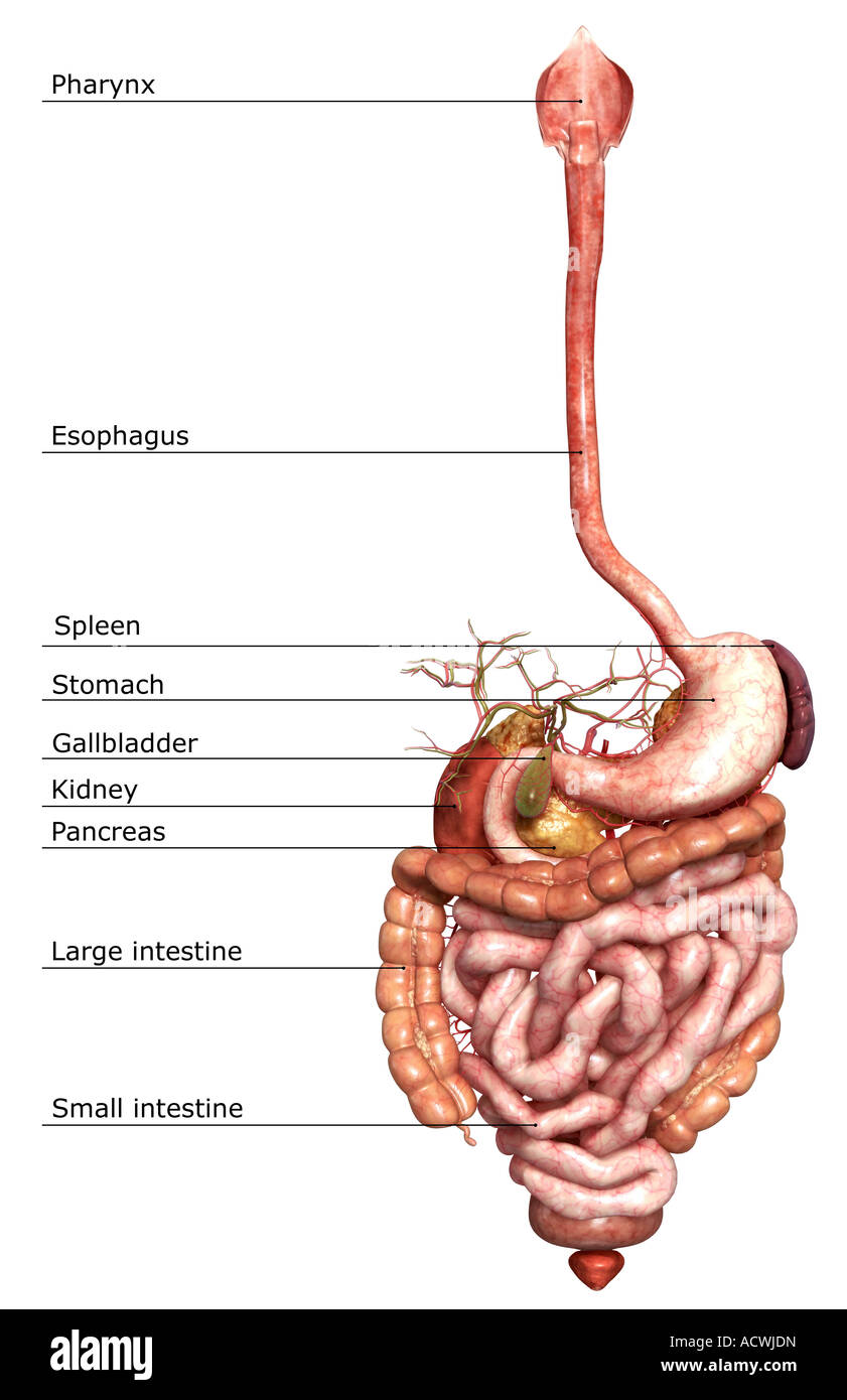 The digestive system Stock Photo - Alamy