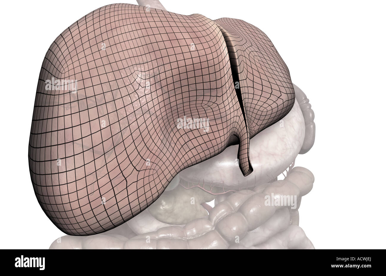 Left lobe of liver hi-res stock photography and images - Alamy