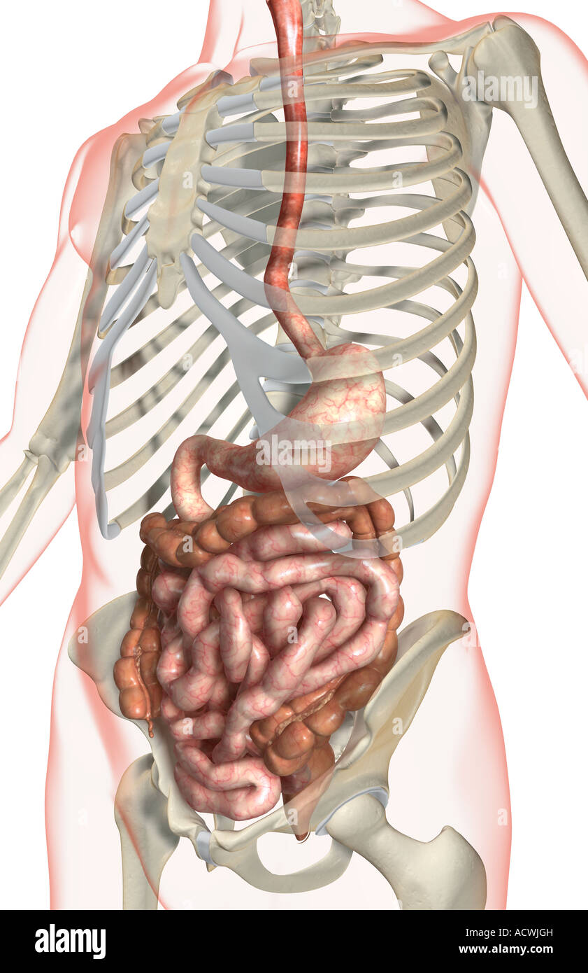 Side view the small intestine and the large intestine hi-res stock ...