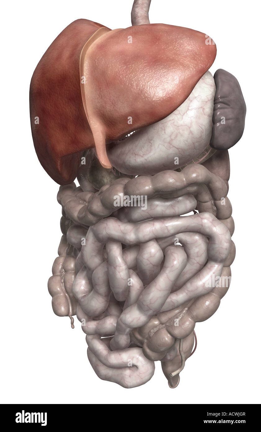 Transverse colon side view hi-res stock photography and images - Alamy