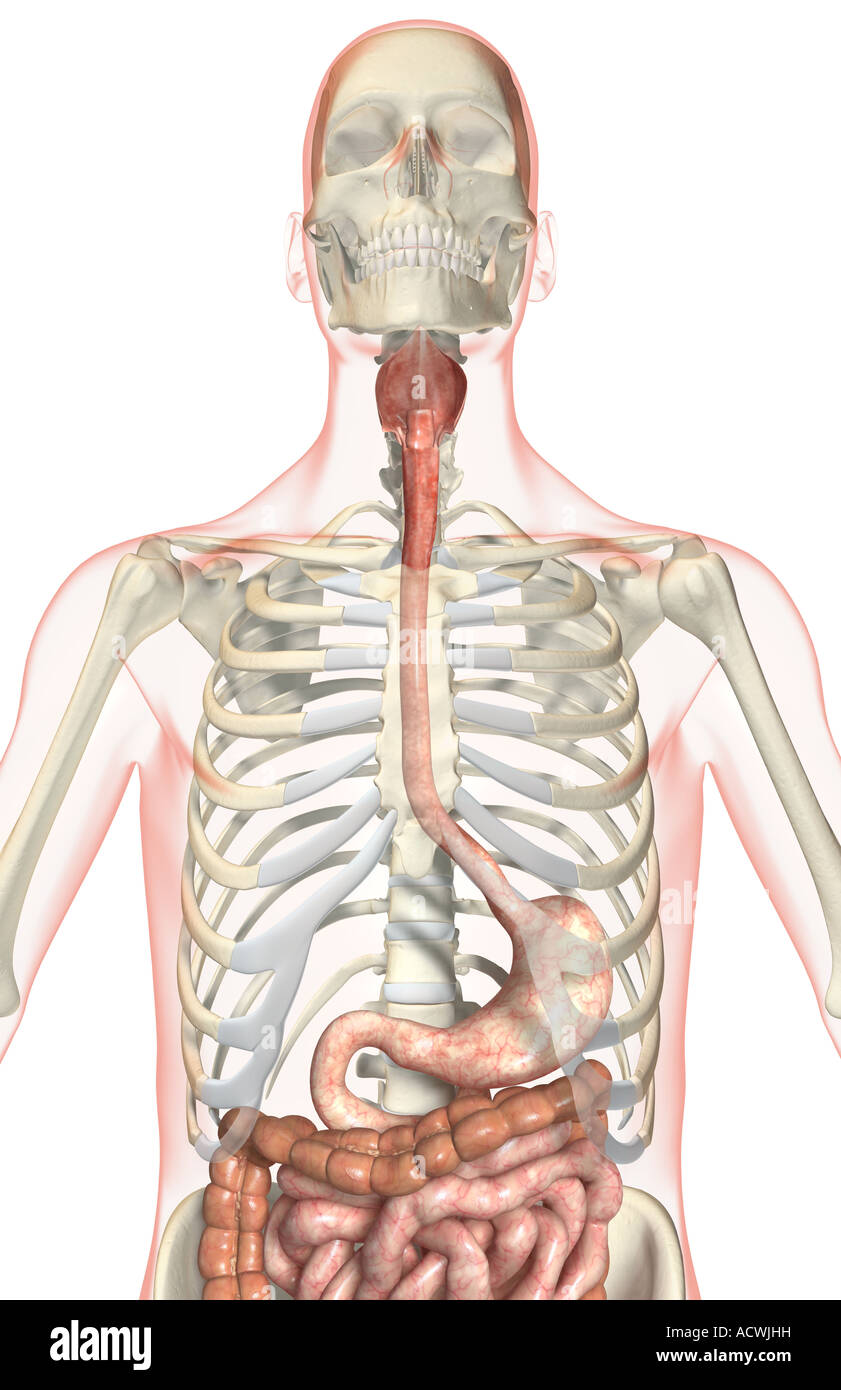 The digestive system Stock Photo - Alamy