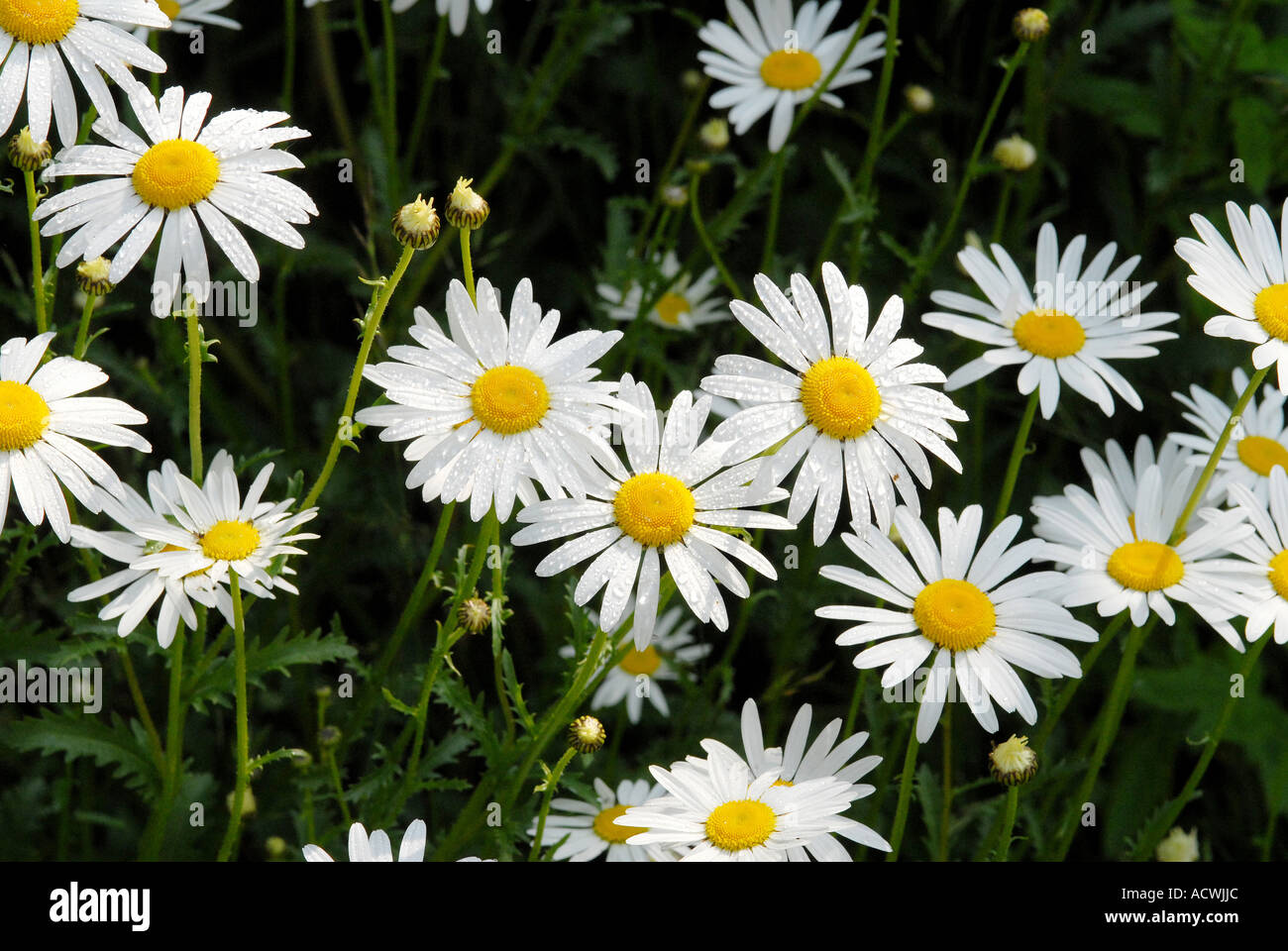 ox eyed daisy oxeye daisy leucanthemum vulgare Stock Photo - Alamy