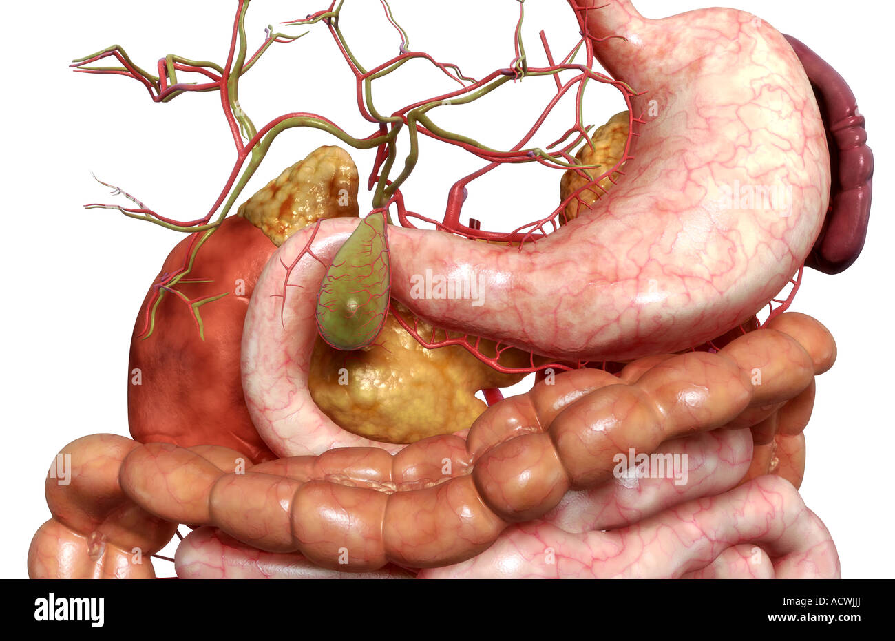 The digestive system Stock Photo - Alamy