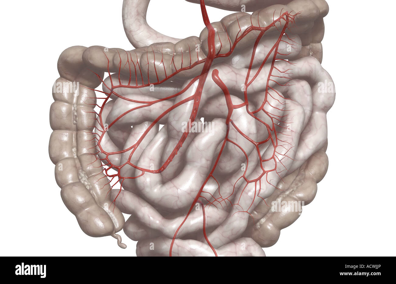Mesenteric Artery High Resolution Stock Photography and Images - Alamy