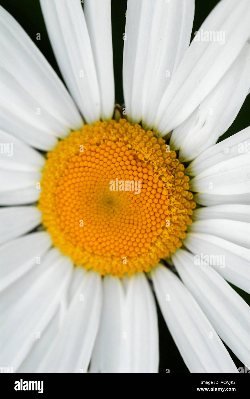 Roadside daisy hi-res stock photography and images - Alamy