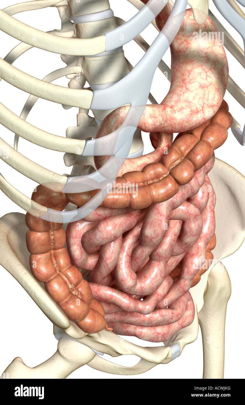Side view the small intestine and the large intestine hi-res stock ...