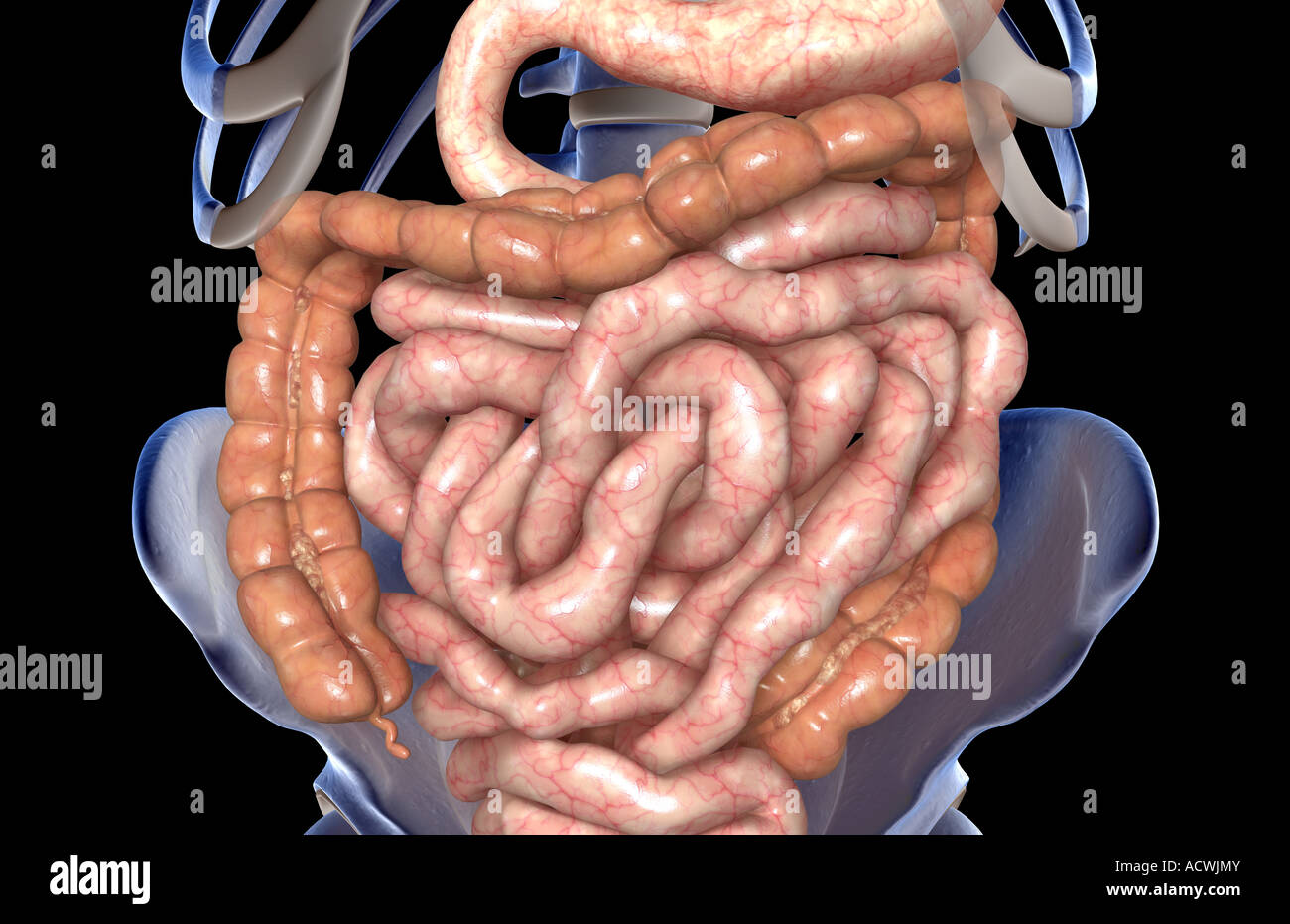 Descending colon hi-res stock photography and images - Alamy