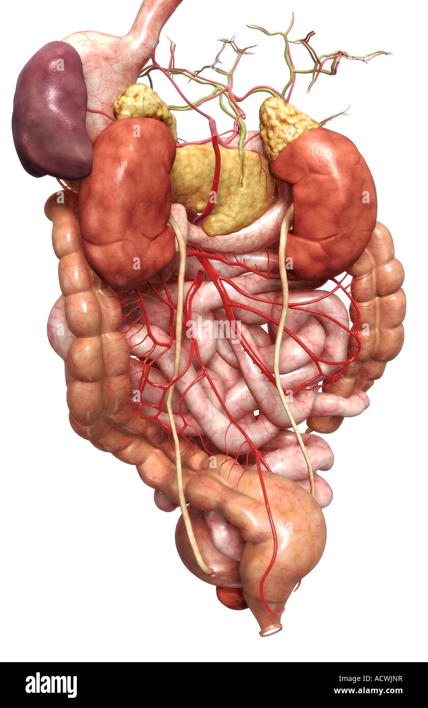 Human digestive small intestine back hi-res stock photography and ...