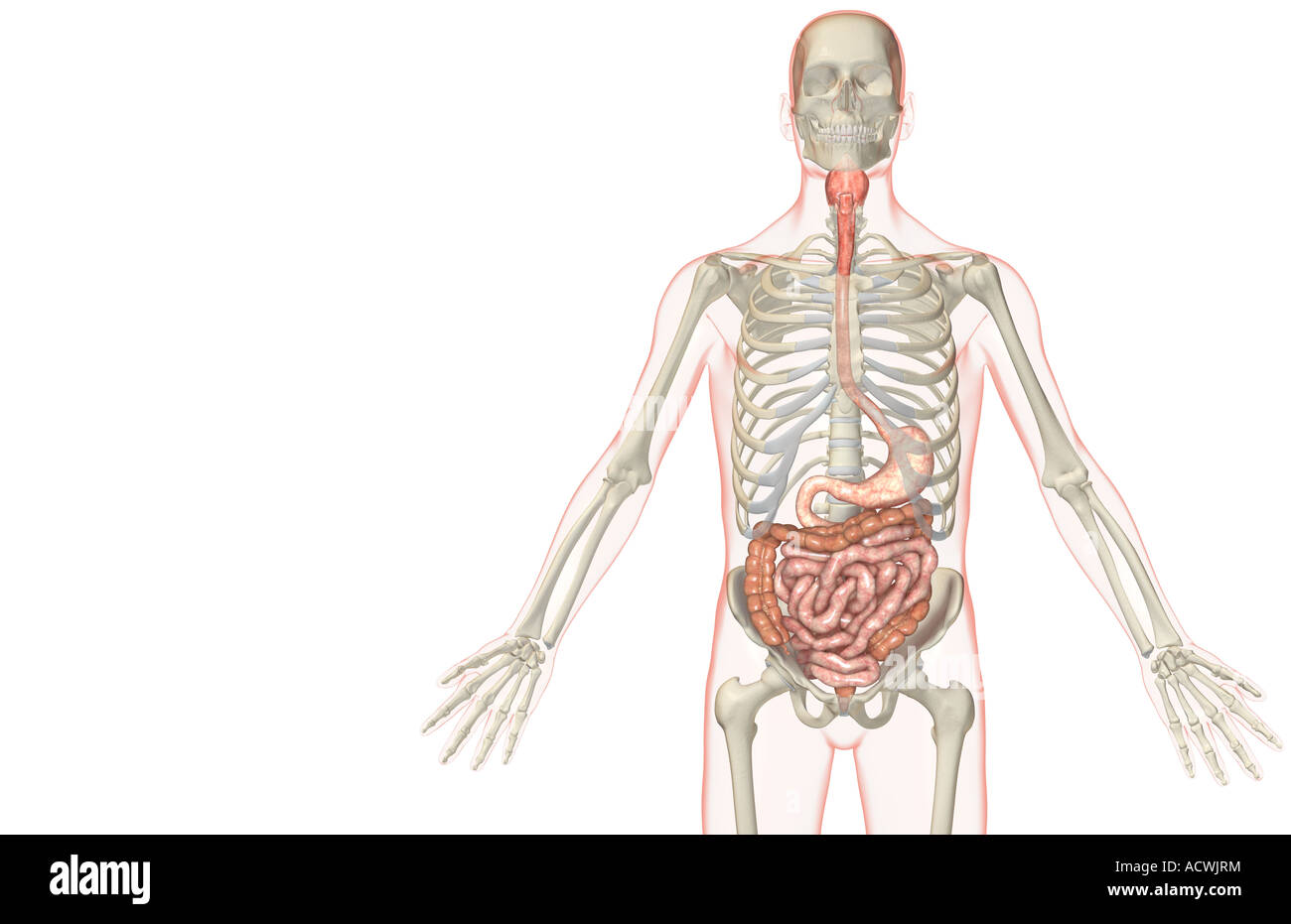 Skin appendix Cut Out Stock Images & Pictures - Alamy