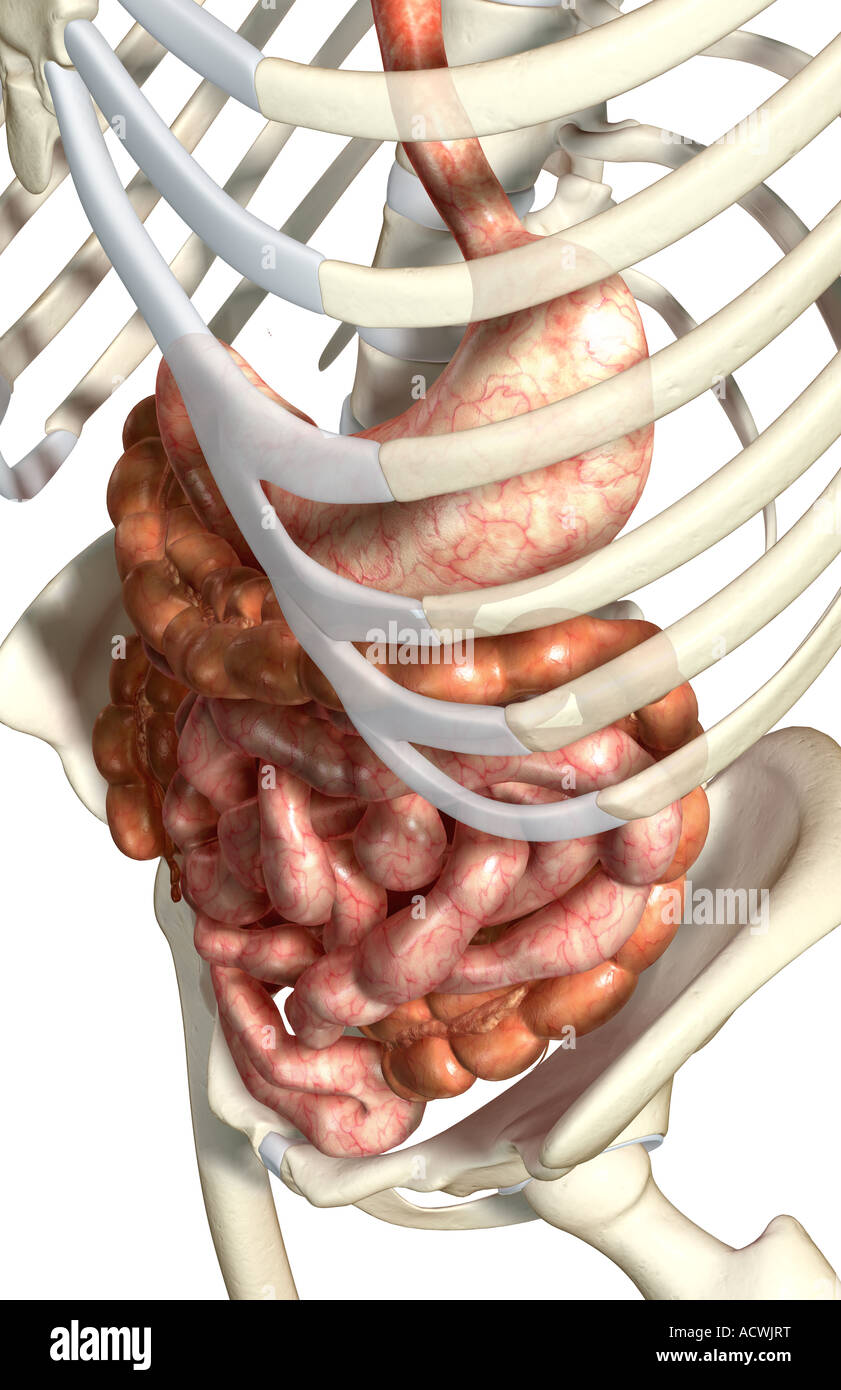 Side view the small intestine and the large intestine hi-res stock ...