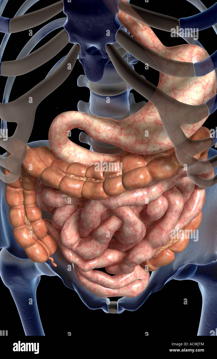 Vermiform Appendix High Resolution Stock Photography and Images - Alamy