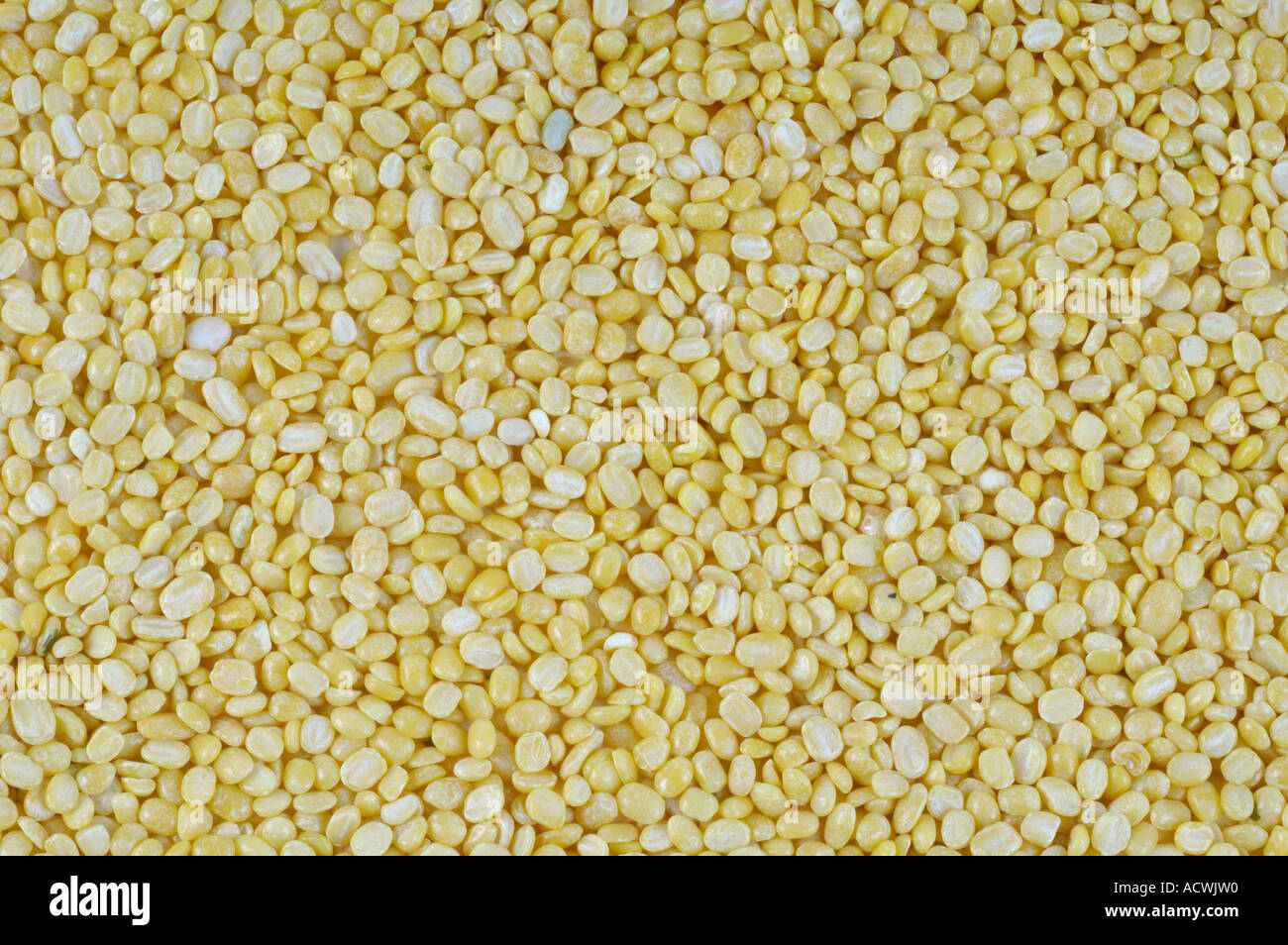 Phaseolus mungo hi-res stock photography and images - Alamy