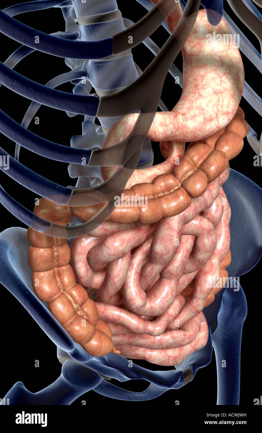 Side view the small intestine and the large intestine hi-res stock ...