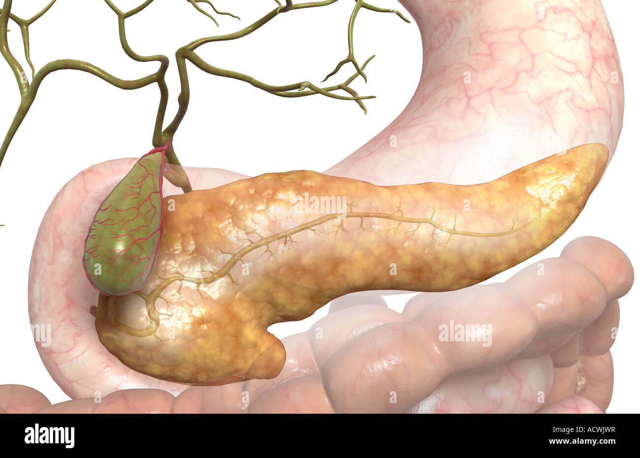 Accessory digestive organs Stock Photo - Alamy