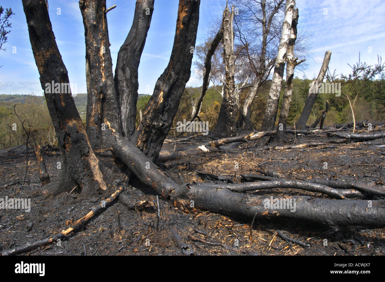 Burnt wood nature reserve hi-res stock photography and images - Alamy