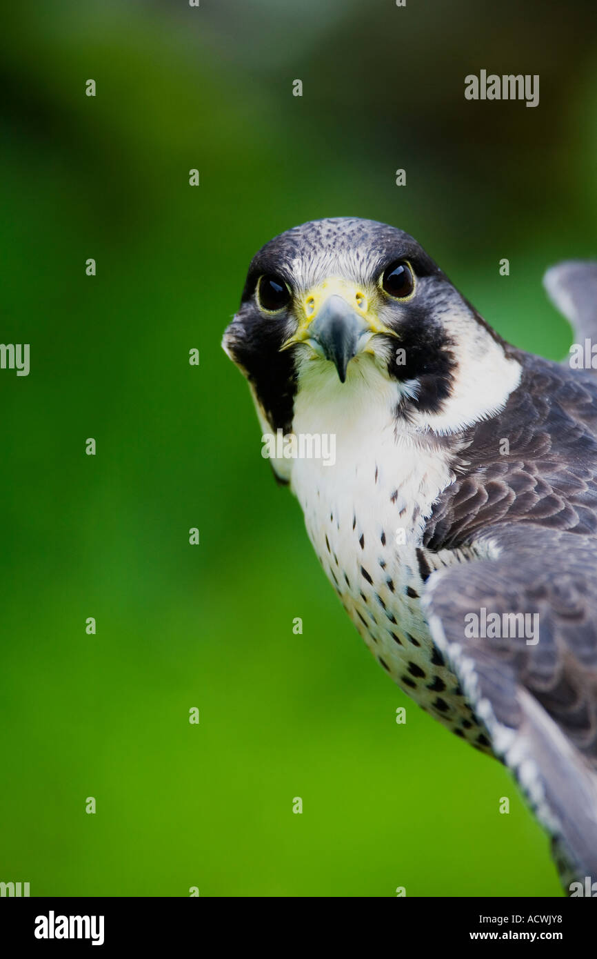 Peregrine falcon bird of prey hi-res stock photography and images - Alamy