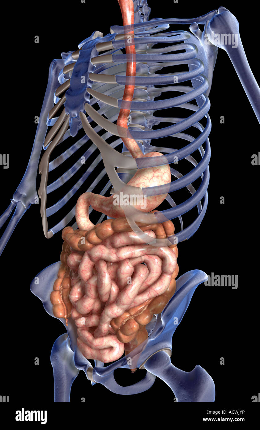 Side view the small intestine and the large intestine hi-res stock ...