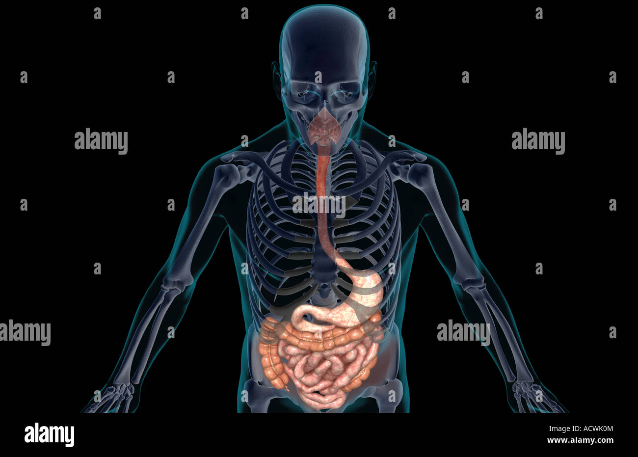 The digestive system Stock Photo - Alamy