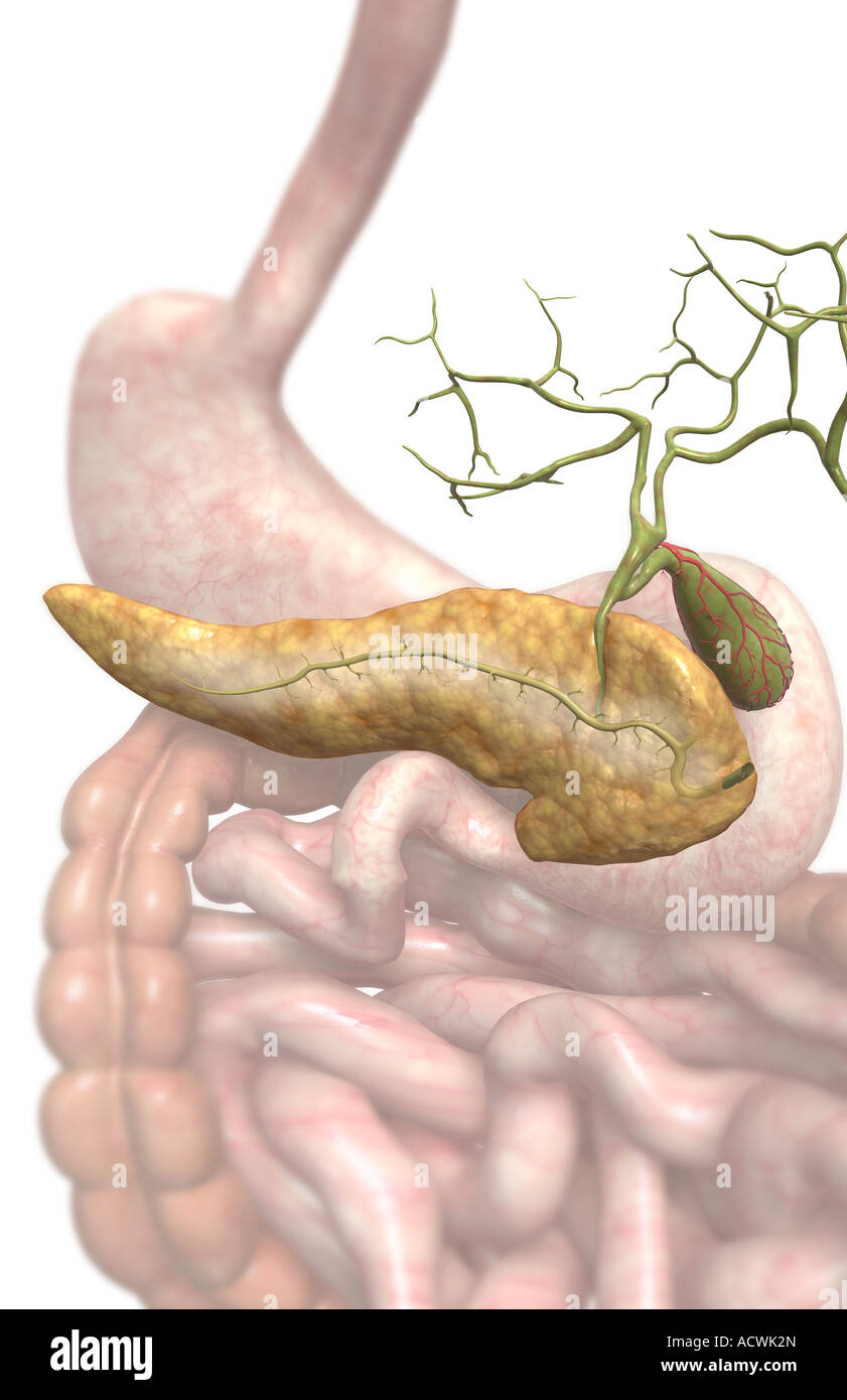 Accessory digestive organs Stock Photo - Alamy