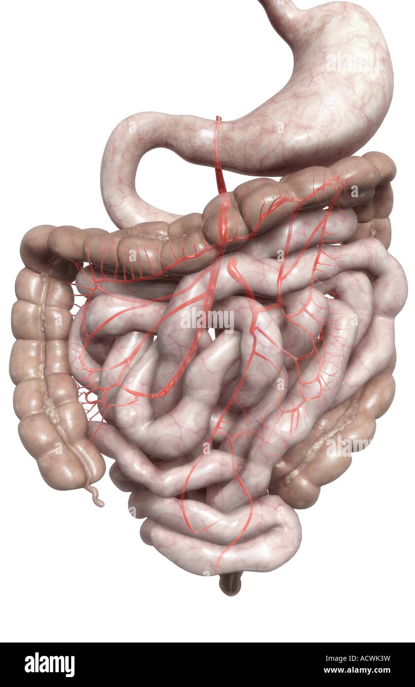 Superior mesenteric artery hi-res stock photography and images - Alamy