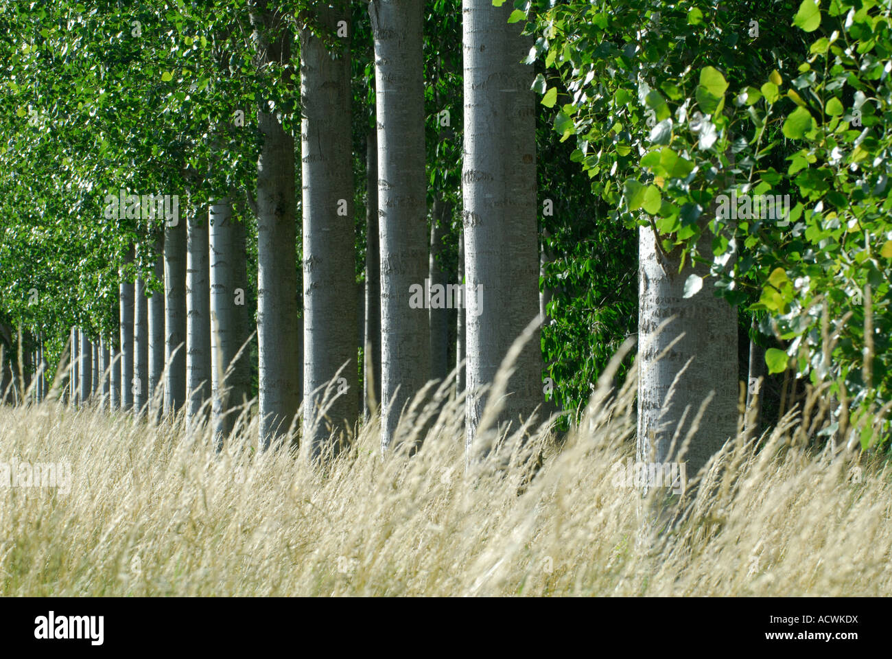 Grey poplar hi-res stock photography and images - Alamy