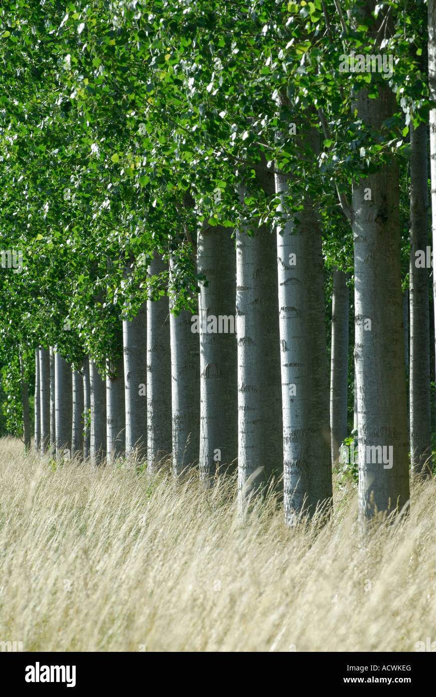Poplar tree roadside hi-res stock photography and images - Alamy