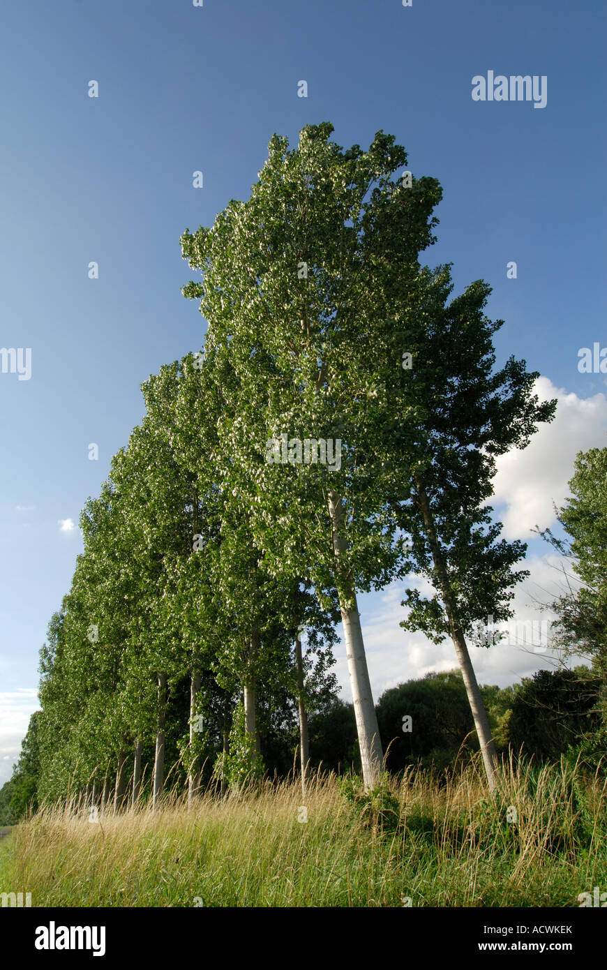 Poplar tree roadside hi-res stock photography and images - Alamy