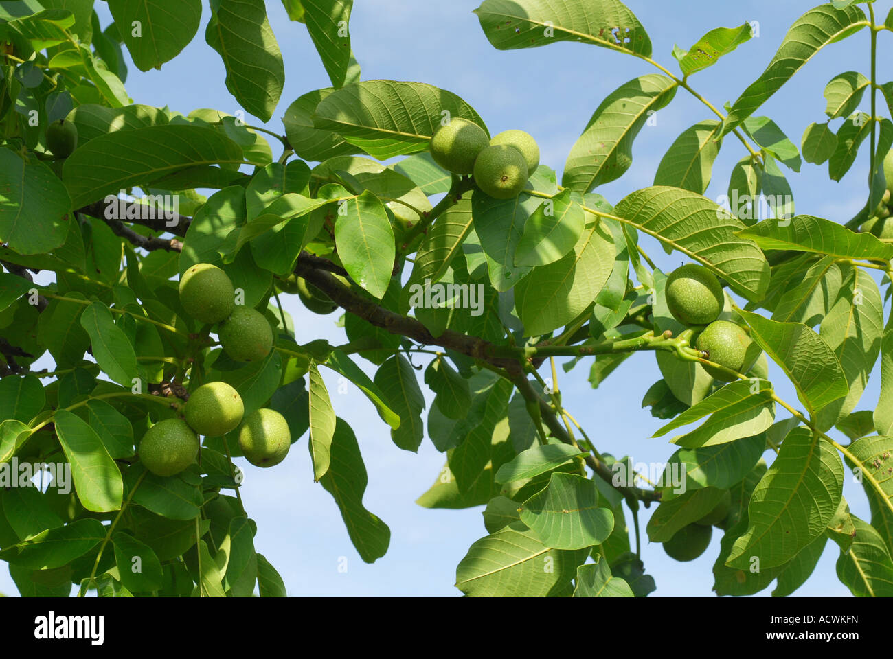 Walnut tree fruits, Juglans regia, Indre-et-Loire, France Stock Photo ...
