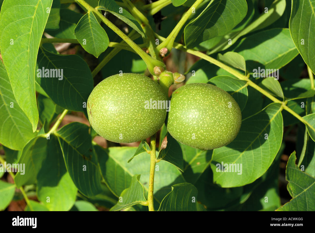 Walnut tree fruits hi-res stock photography and images - Alamy
