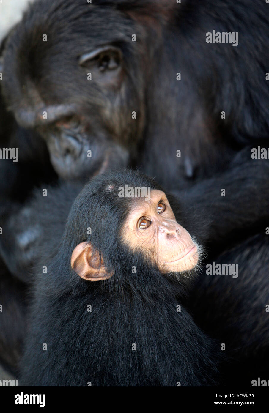 Young Chimp and mother Stock Photo - Alamy