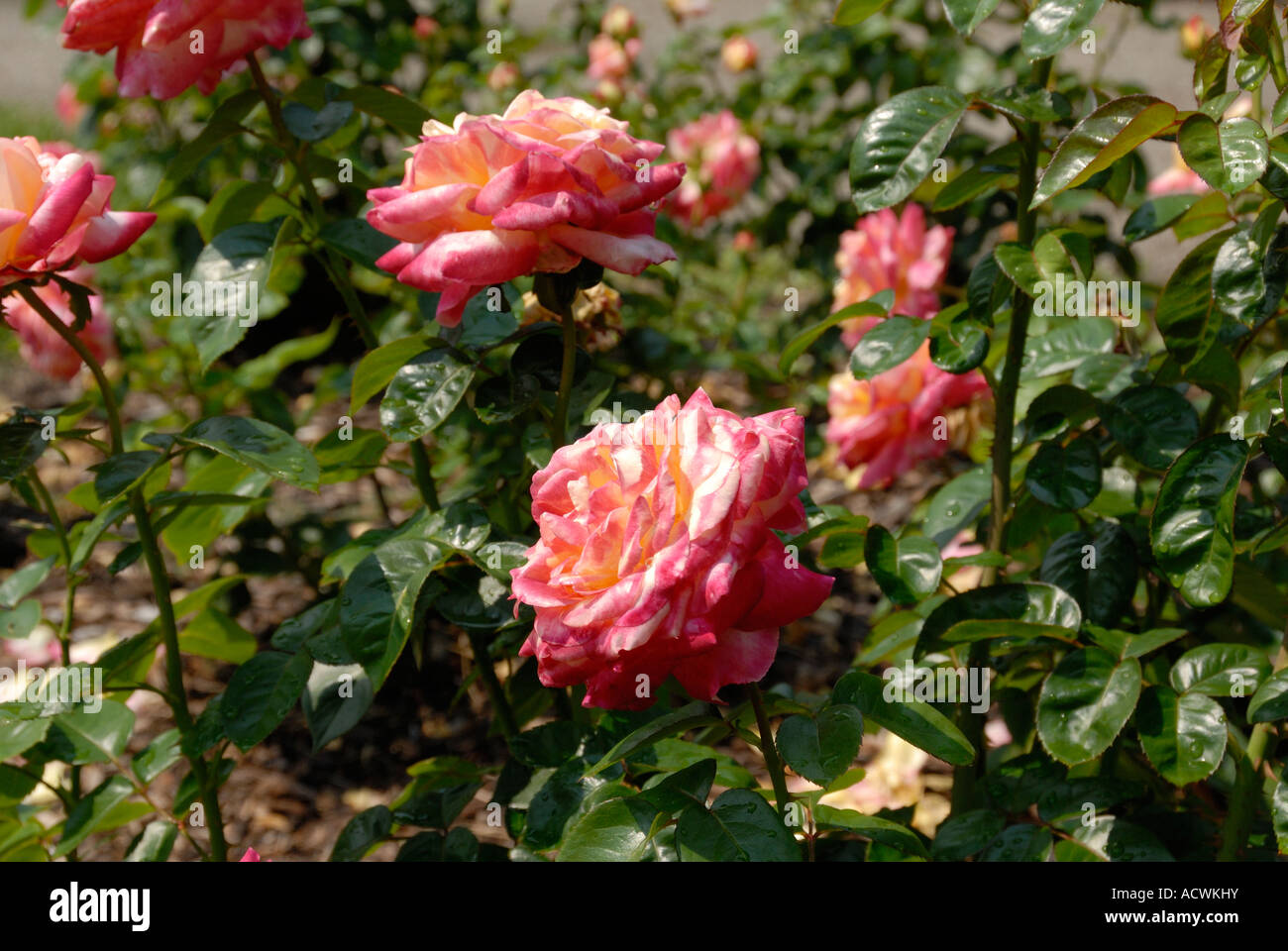 Love and Peace Rose Stock Photo - Alamy