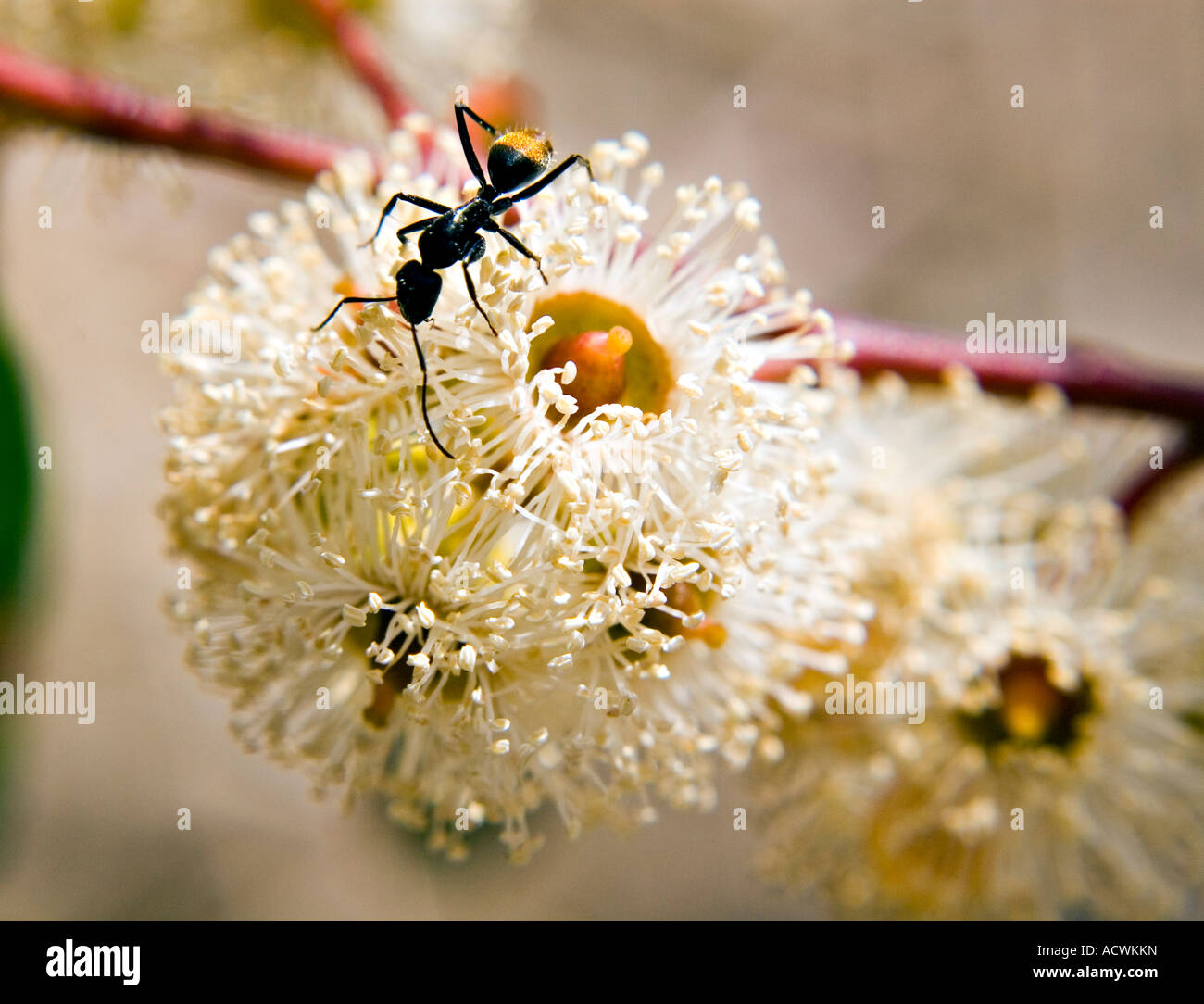 Eucalyptus camaldulensis flower hi-res stock photography and images - Alamy