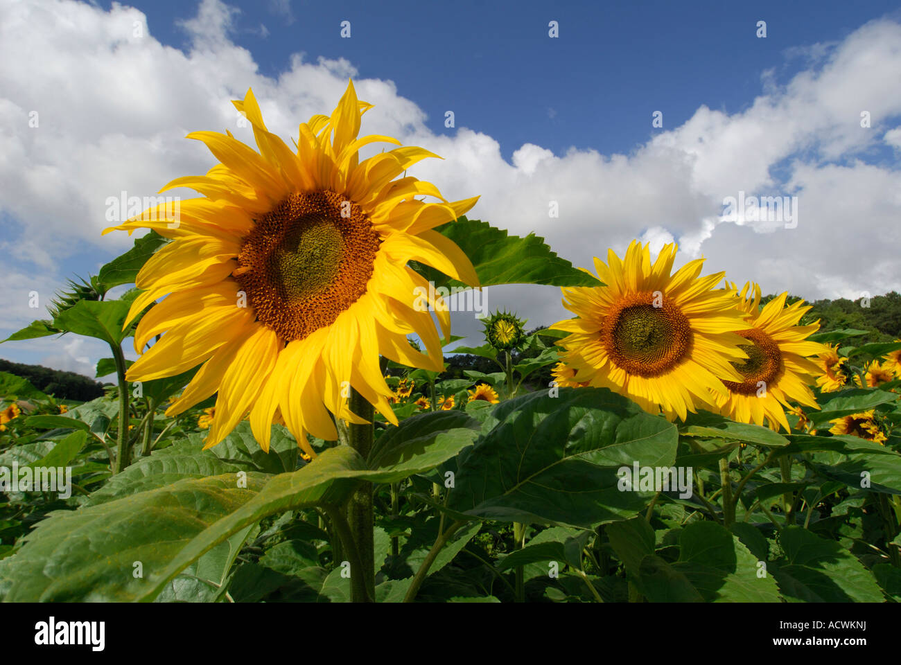 Sunflowers, Touraine, France Stock Photo - Alamy