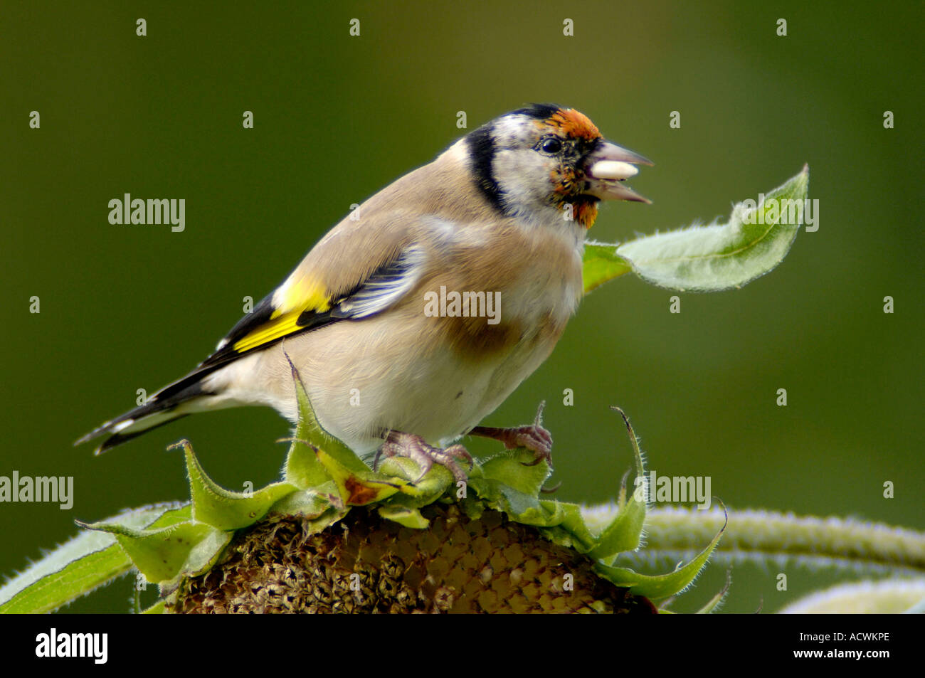 Goldfinsh hi-res stock photography and images - Alamy