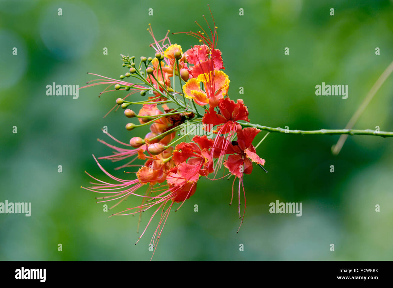 Barbados pride flower hi-res stock photography and images - Alamy