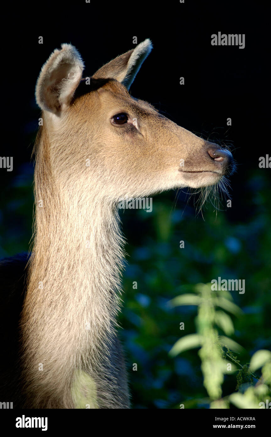 Female barasingha swamp deer hi-res stock photography and images - Alamy