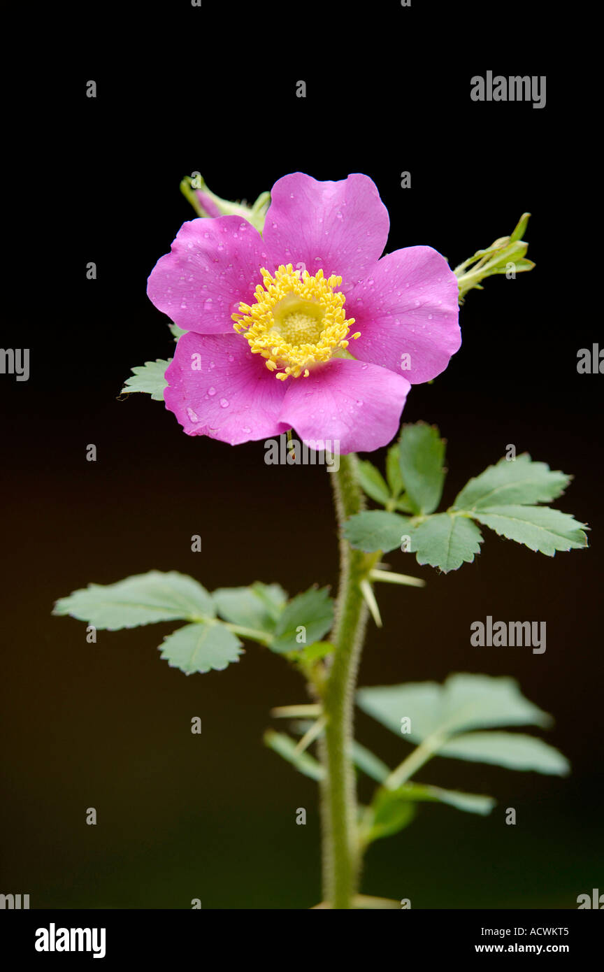 Pink dog rose hi-res stock photography and images - Alamy