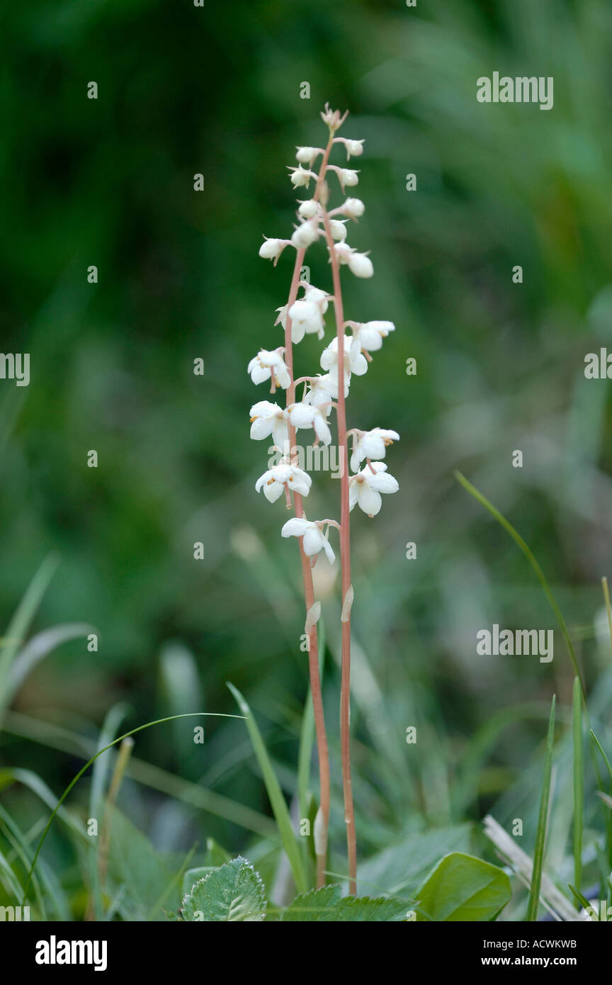 Pyrola rotundifolia hi-res stock photography and images - Alamy