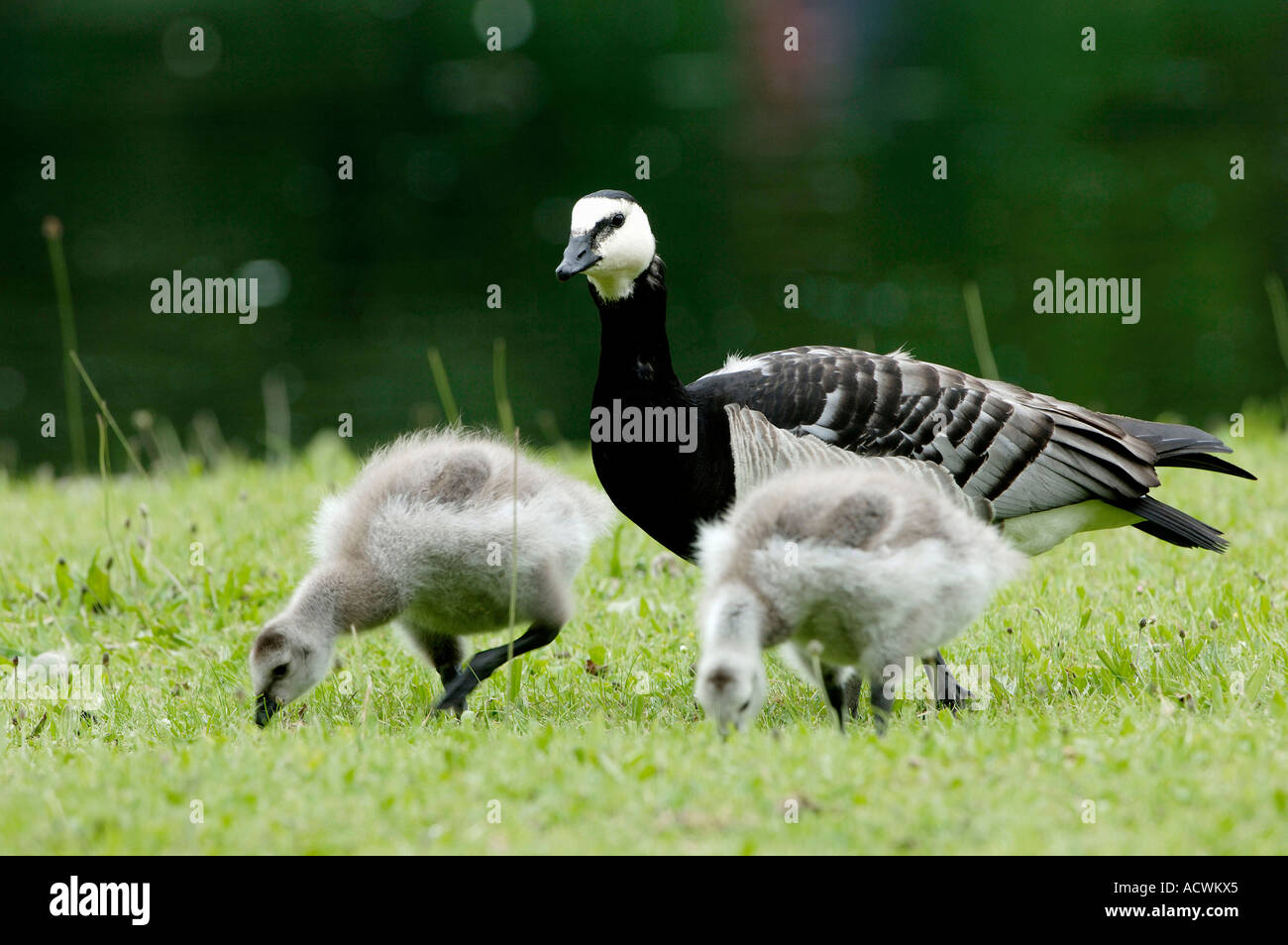 Barnacle goslings hi-res stock photography and images - Alamy