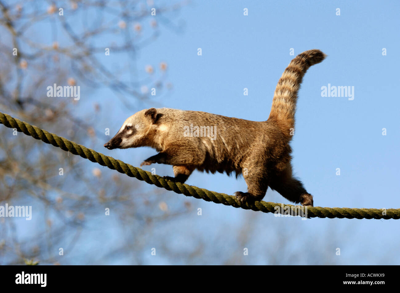 Ring-tailed Coati / Southern Coati Stock Photo - Alamy