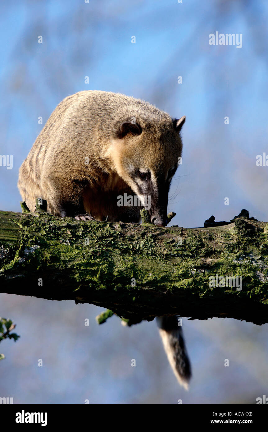 Ring-tailed Coati / Southern Coati Stock Photo - Alamy