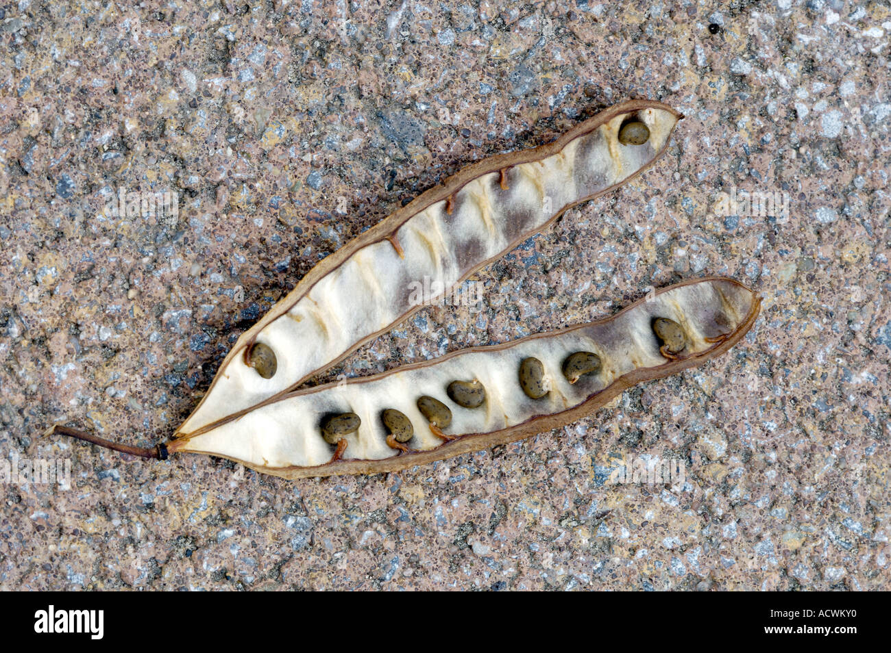 Locust fruit hi-res stock photography and images - Alamy