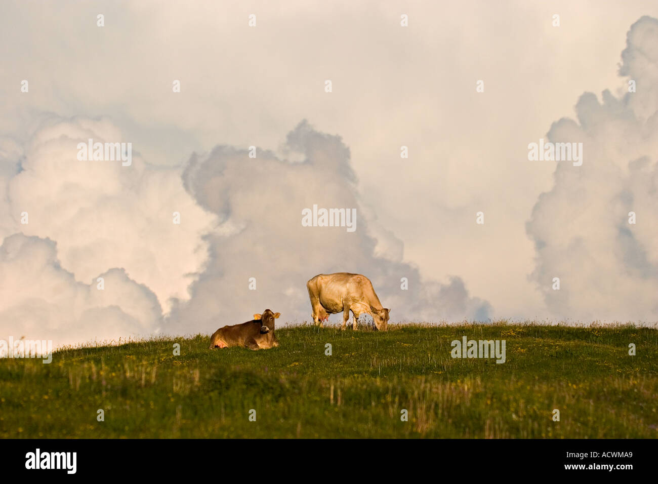 mucca cow to the pasture background cloudy in folgaria trentino alps ...