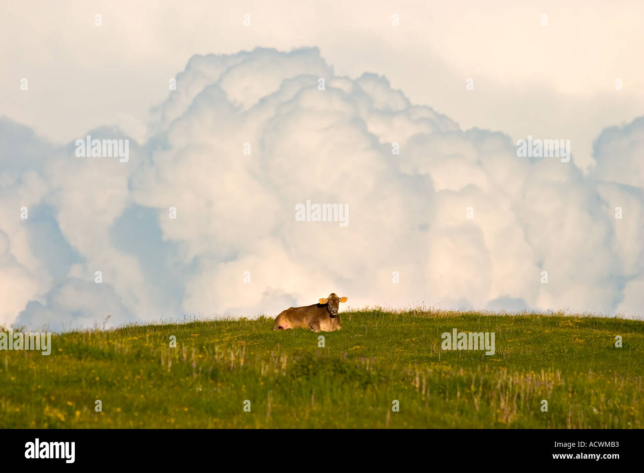 Mucca trentino hi-res stock photography and images - Alamy