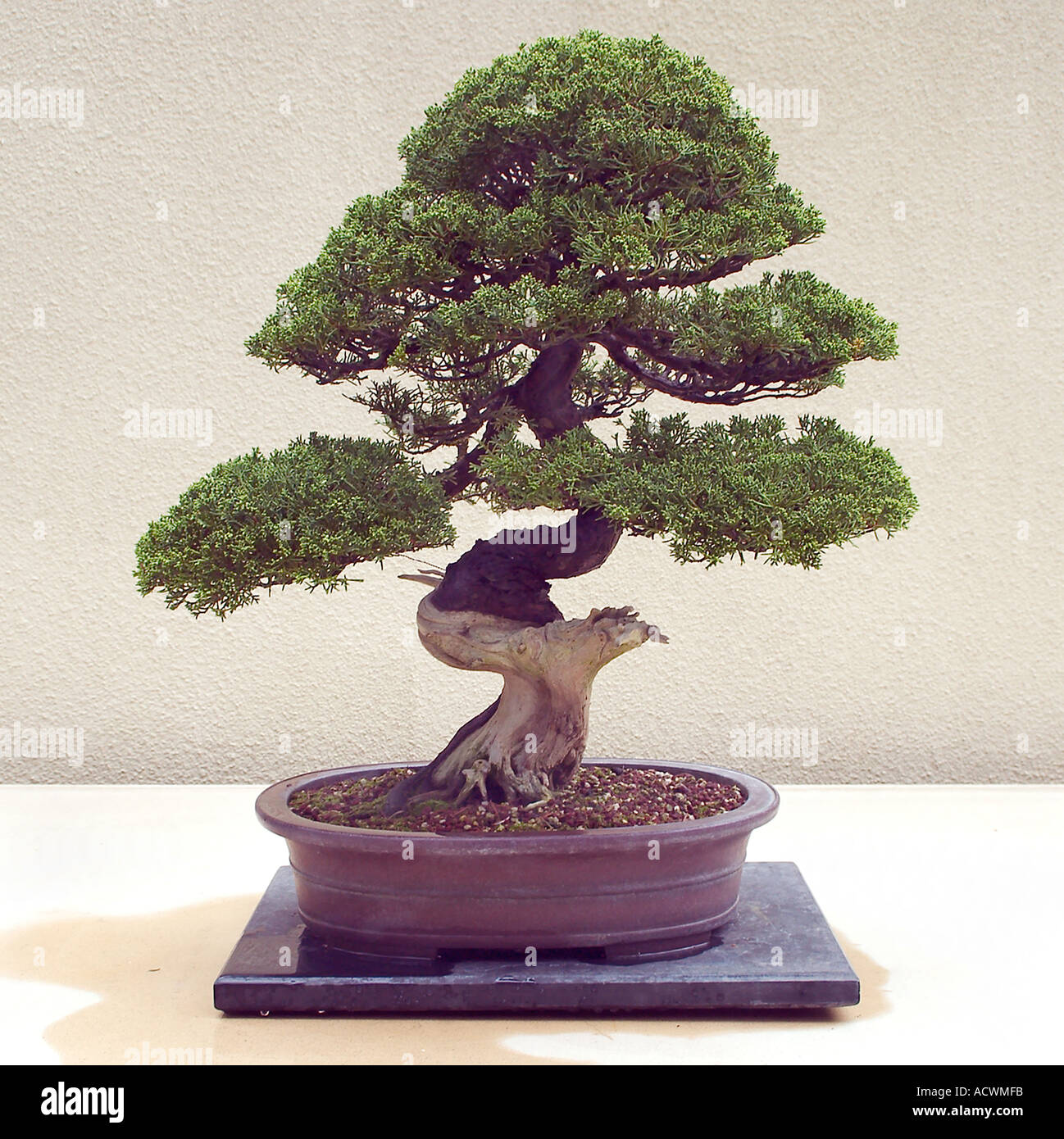 Prachtexemplar eines traditionellen Bonsai exceptional example of a ...