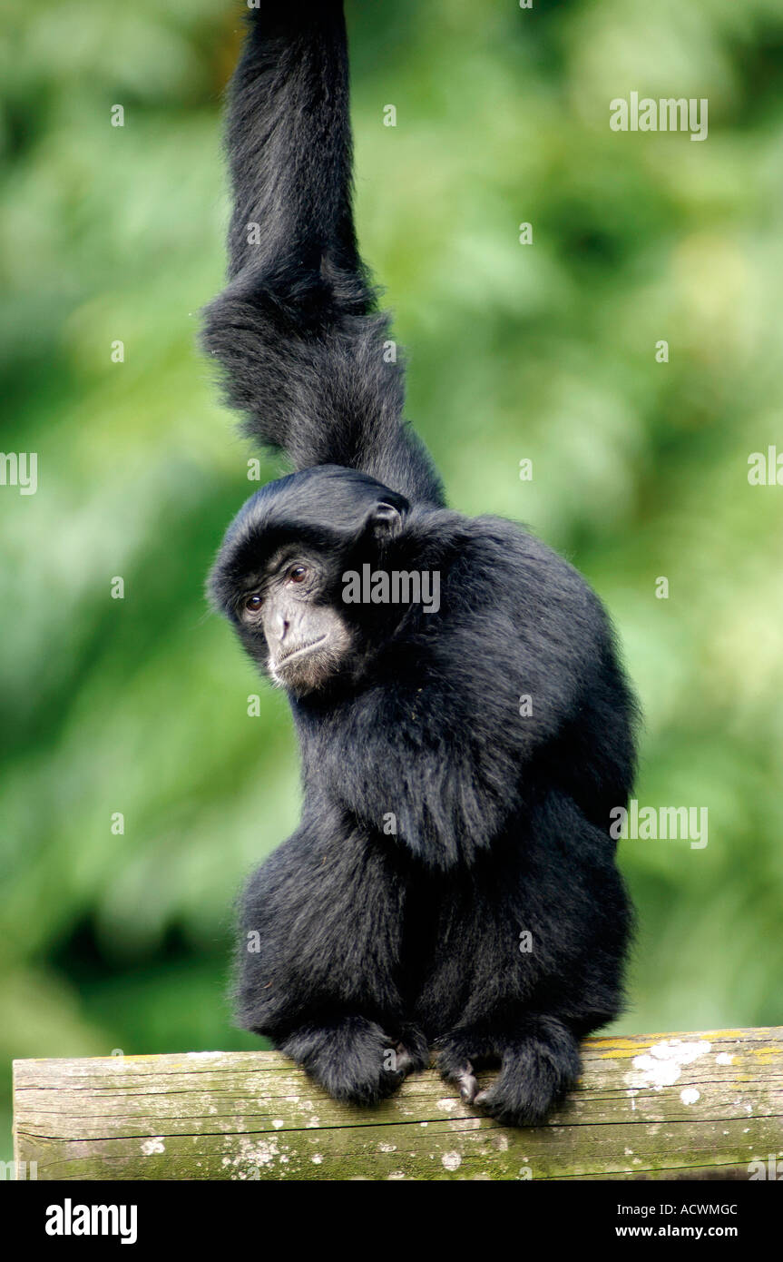 Siamang young hi-res stock photography and images - Alamy