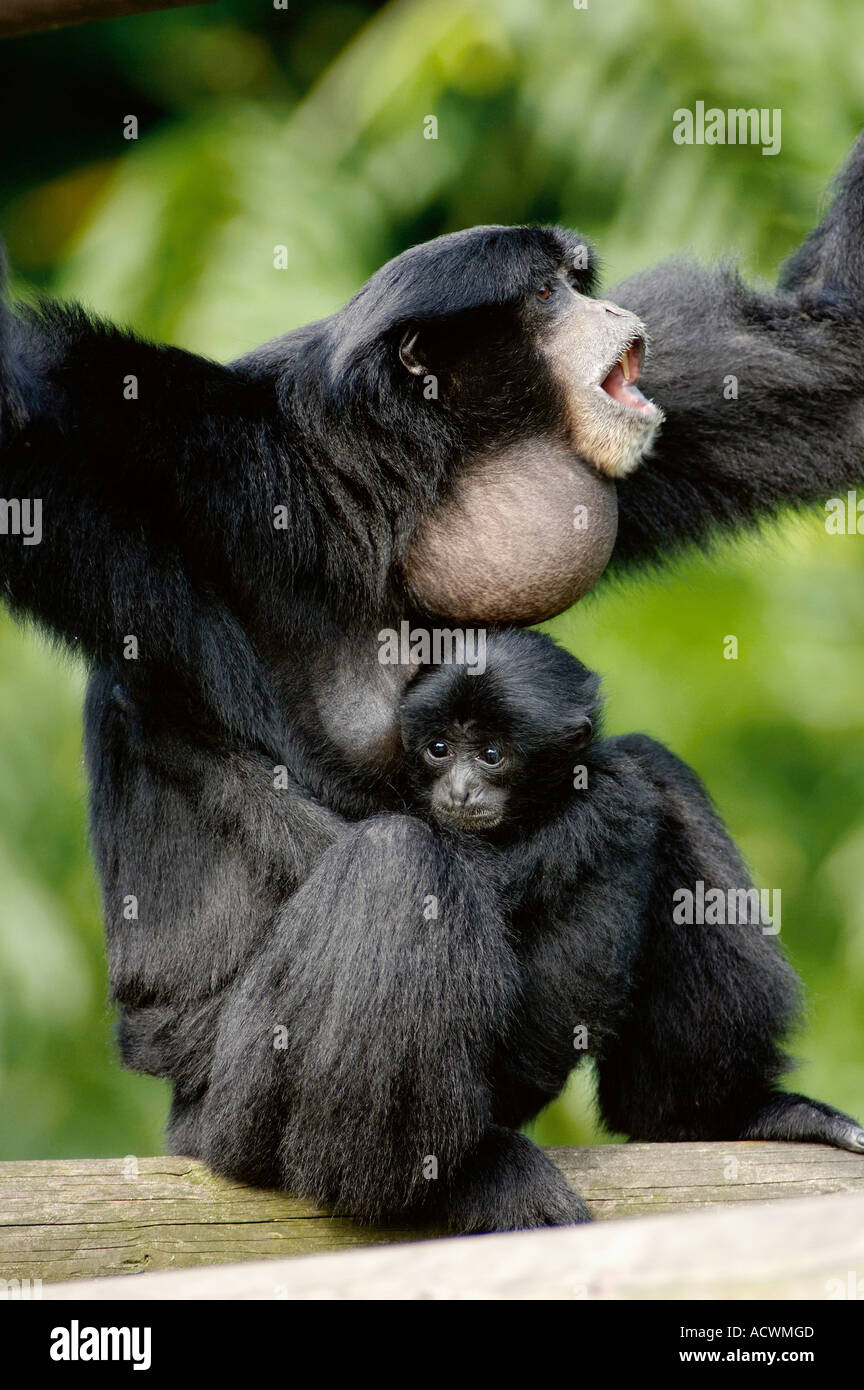 Siamang young hi-res stock photography and images - Alamy