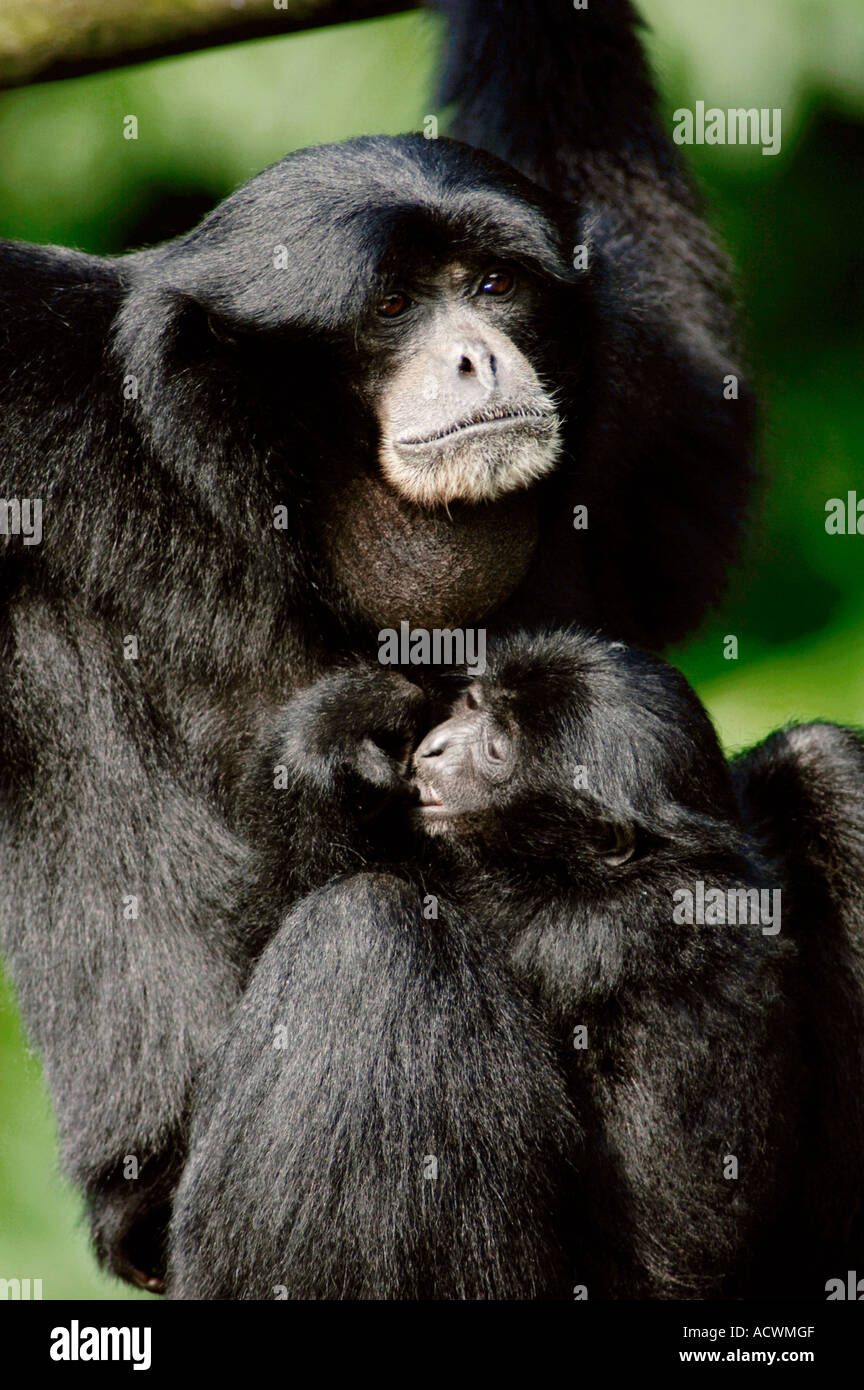 Siamang young hi-res stock photography and images - Alamy