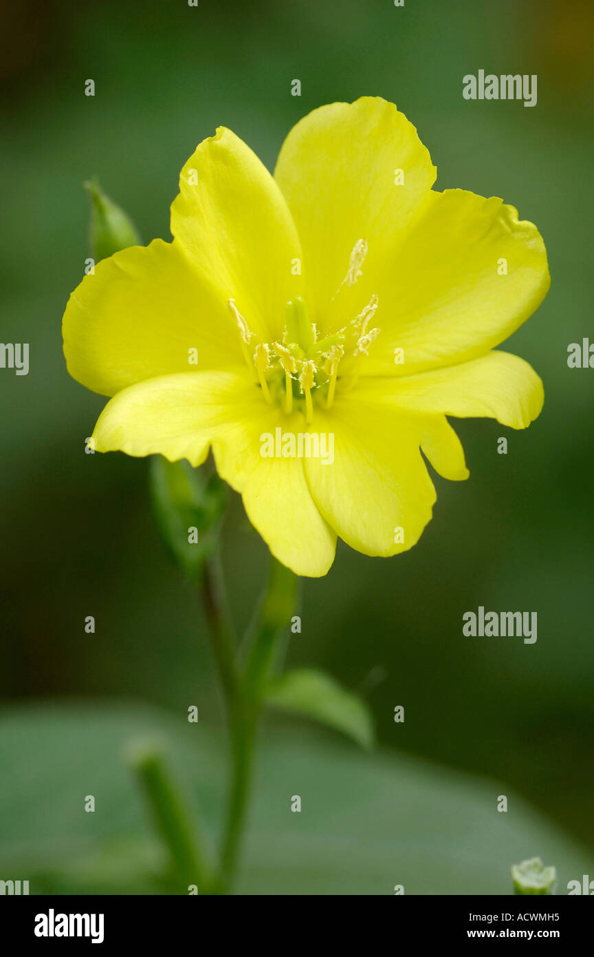 Common Evening Primrose Stock Photo - Alamy